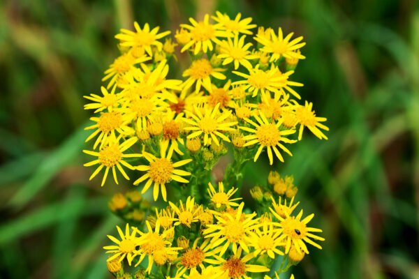 The Natives of Maryburgh Community Woodland ⋆ alternativeperspectives ...